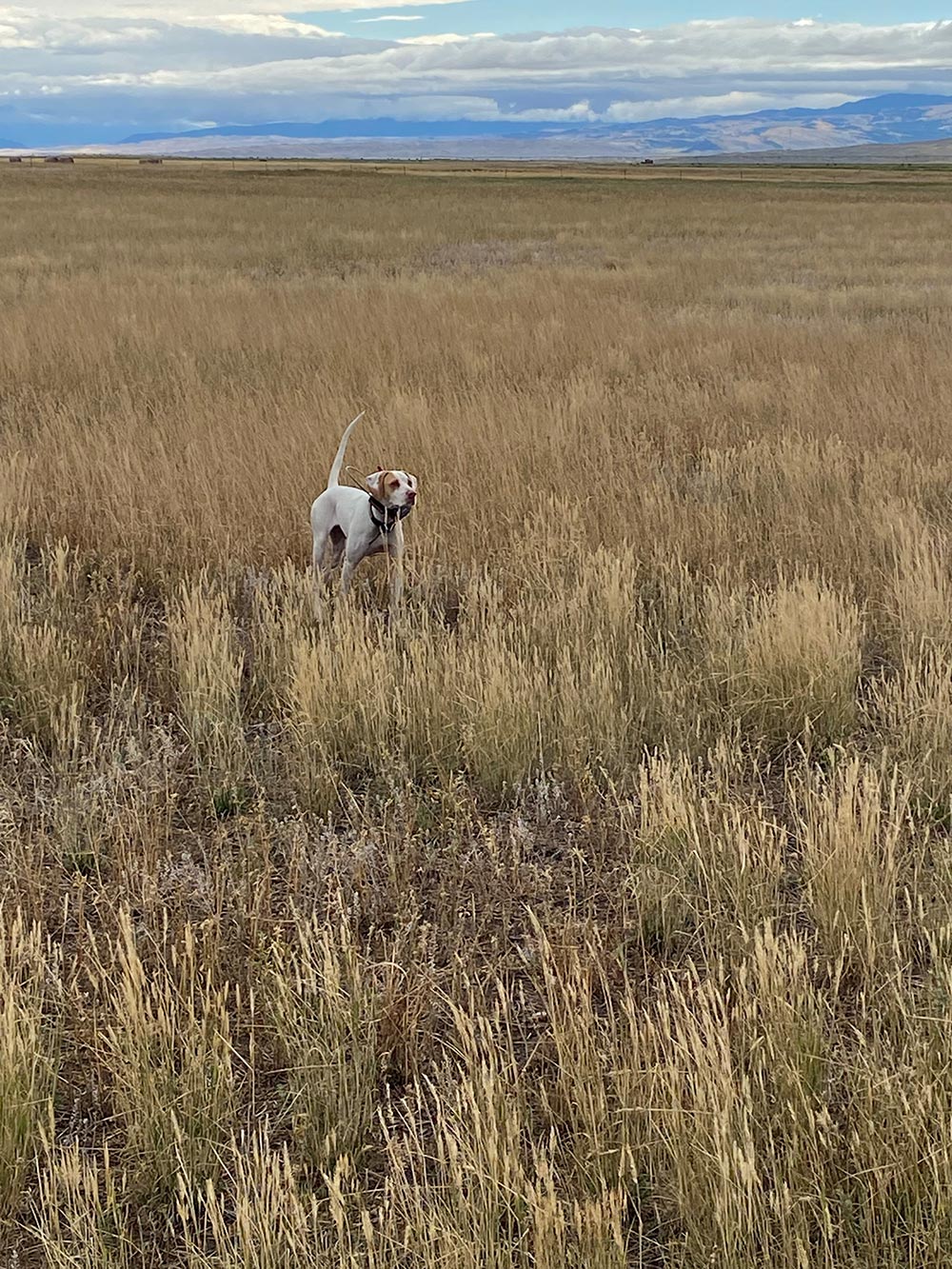 Upland Hunting – Broken Oar Outfitters